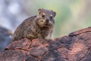 Rock Hyrax Facts - Fact Animal