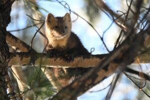 7 Astonishing Sable Facts - Fact Animal
