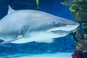 Sand Tiger Shark Facts - Fact Animal
