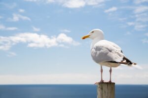 Seagull Facts - Fact Animal