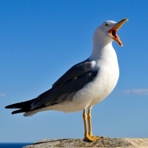 Seagull Facts - Fact Animal