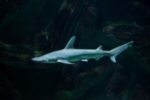 Bonnethead Shark Facts - Fact Animal