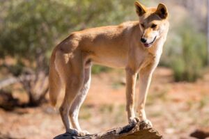 Dingo Facts - Fact Animal