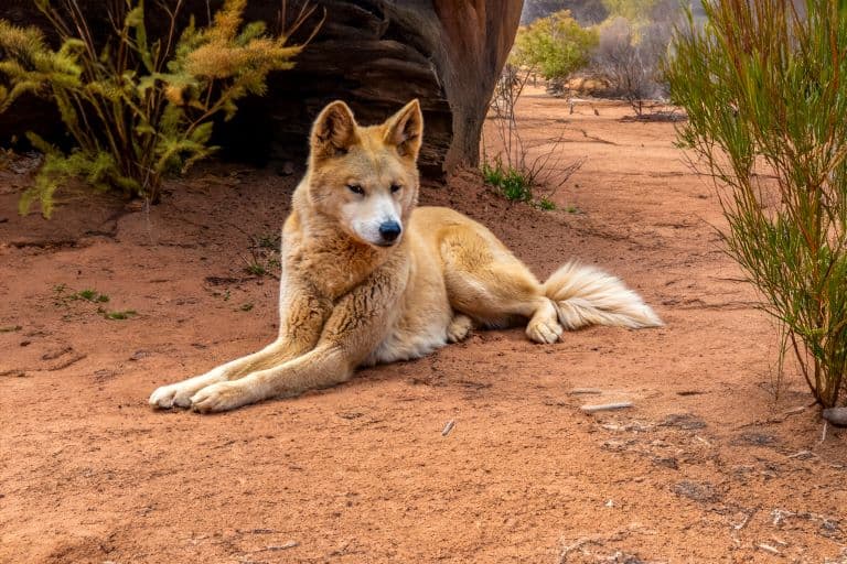 Dingo Facts - Fact Animal
