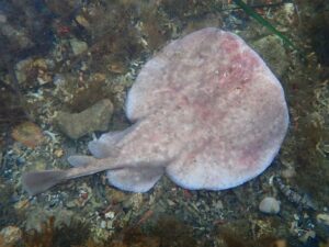 Electric Rays Facts - Fact Animal