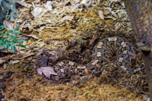 Gaboon Viper Facts - Fact Animal