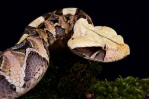 Gaboon Viper Facts - Fact Animal