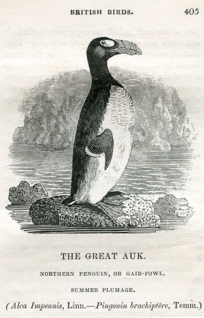 Great Auk Facts - Fact Animal