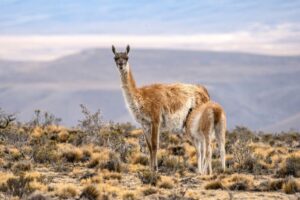 11 Guanaco Facts - Fact Animal