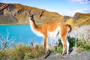 11 Guanaco Facts - Fact Animal