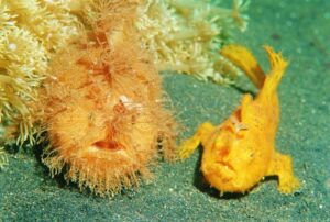 Hairy Frogfish Facts - Fact Animal