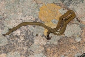 Hammerhead Worm Facts - Fact Animal