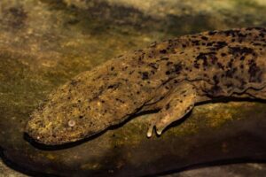 14 Hellbender Salamander Facts - Fact Animal