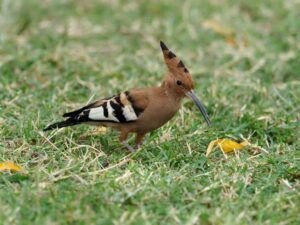 Hoopoe Facts - Fact Animal