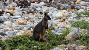 Pademelon Facts - Fact Animal
