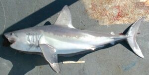 Porbeagle Shark Facts - Fact Animal