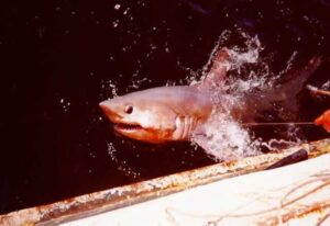 Porbeagle Shark Facts - Fact Animal