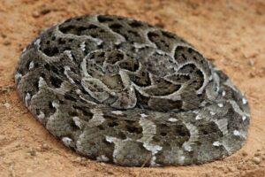 Puff Adder Facts - Fact Animal