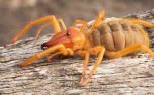 7 Solifugae (Camel Spiders) Facts - Fact Animal