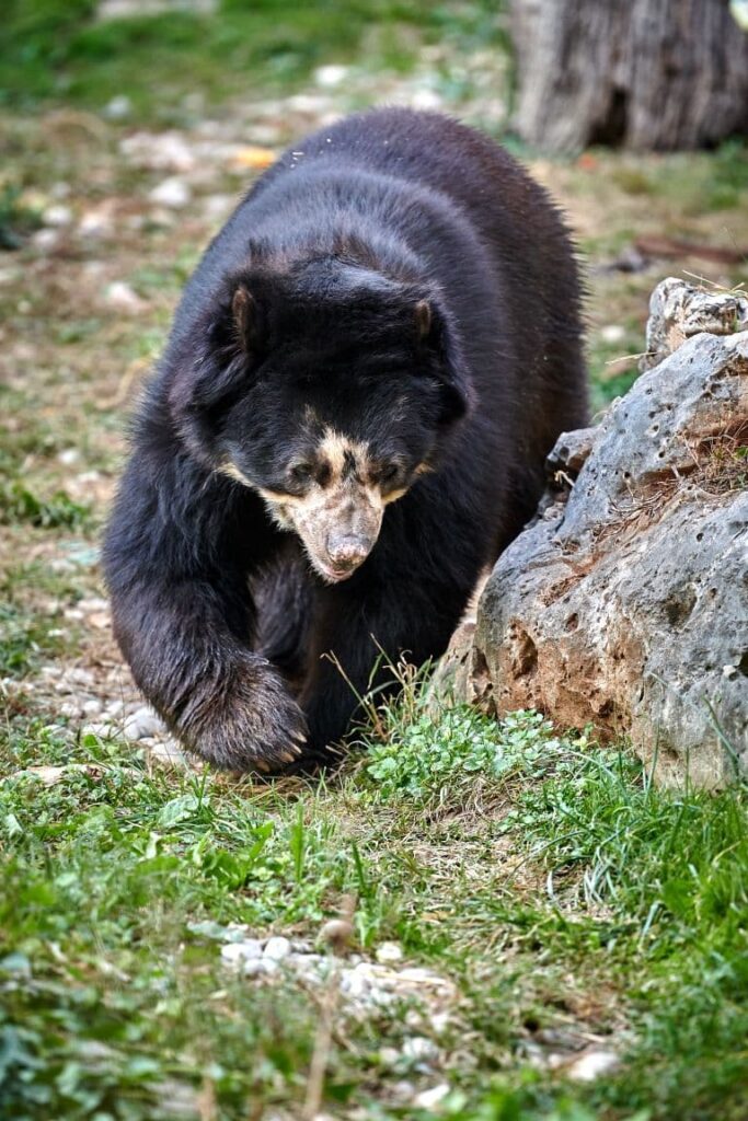 Spectacled Bear Facts - Fact Animal