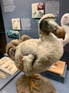 Dodo Facts - Fact Animal