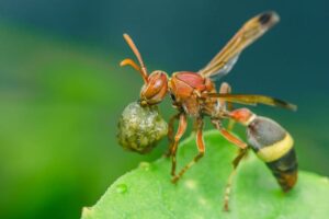 Wasp Facts - Fact Animal