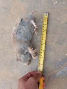 Zokor Facts - Fact Animal