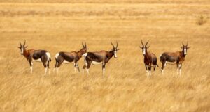 Bontebok Facts - Fact Animal
