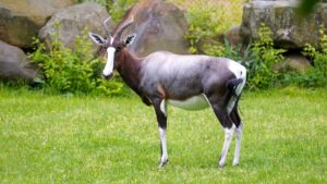 Bontebok Facts - Fact Animal