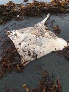 Common Skate Facts - Fact Animal