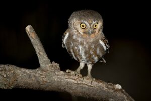 Elf Owl Facts - Fact Animal