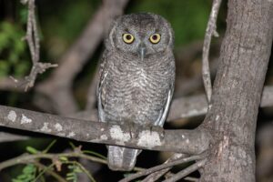 Elf Owl Facts - Fact Animal