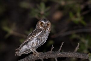 Elf Owl Facts - Fact Animal