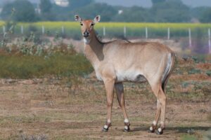 Nilgai Facts - Fact Animal