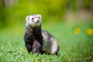 Ferret Facts - Fact Animal