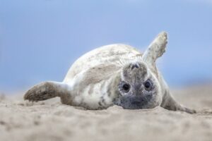 Harbour Seal Facts - Fact Animal