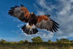 Harris’s Hawk Facts - Fact Animal
