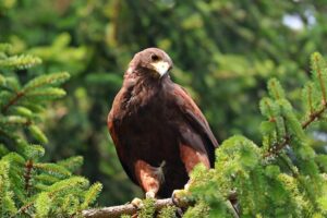 Harris’s Hawk Facts - Fact Animal