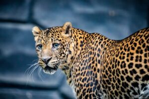 Javan Leopard Facts - Fact Animal