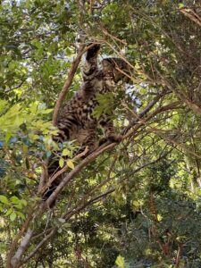 Kool Kodkod Facts - Fact Animal