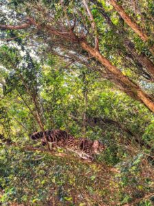 Kool Kodkod Facts - Fact Animal