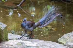 9 Lyrebird Facts - Fact Animal
