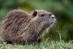 Nutria Facts - Fact Animal
