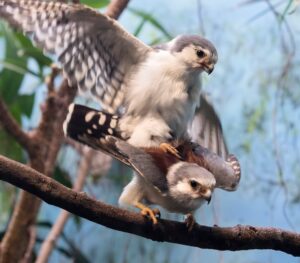 Pygmy Falcon Facts - Fact Animal