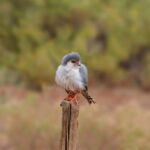 Pygmy Falcon Facts - Fact Animal