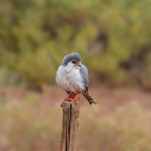 Pygmy Falcon Facts - Fact Animal