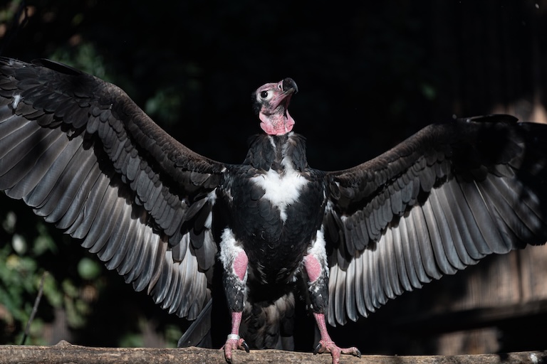 Red-headed Vulture Facts - Fact Animal