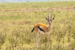 Thomson’s Gazelle Facts - Fact Animal