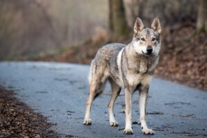 Wolfdog Facts - Fact Animal