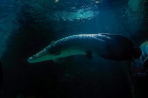 Arapaima Facts - Fact Animal